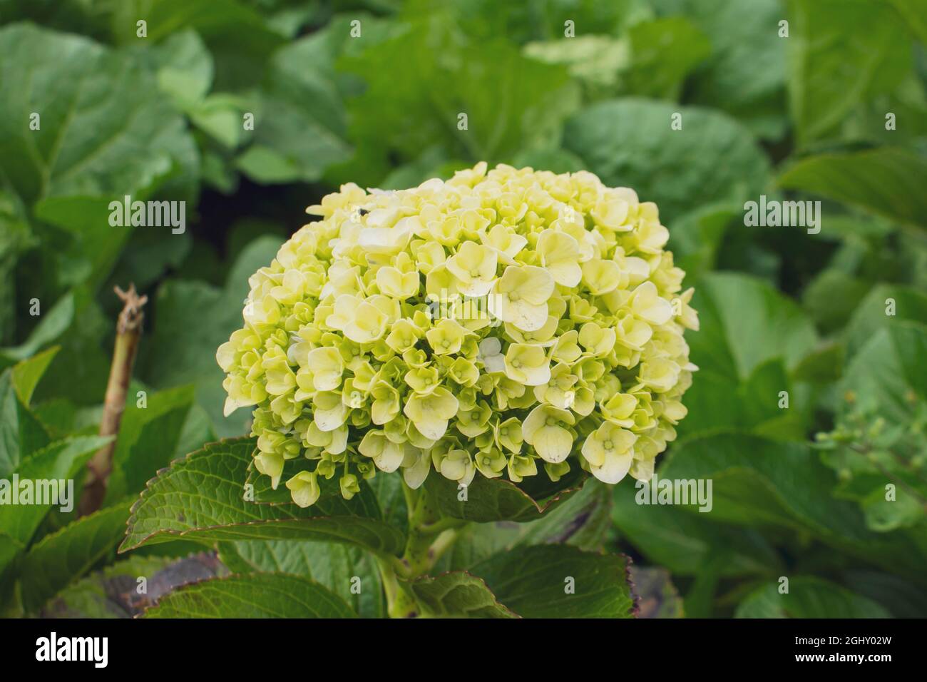 Hydrangea serrata flowers Stock Photo - Alamy