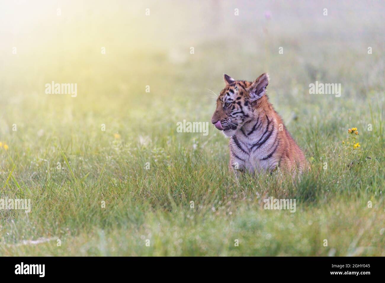 Bengal tiger cub sitting in meadow. Horizontally Stock Photo - Alamy
