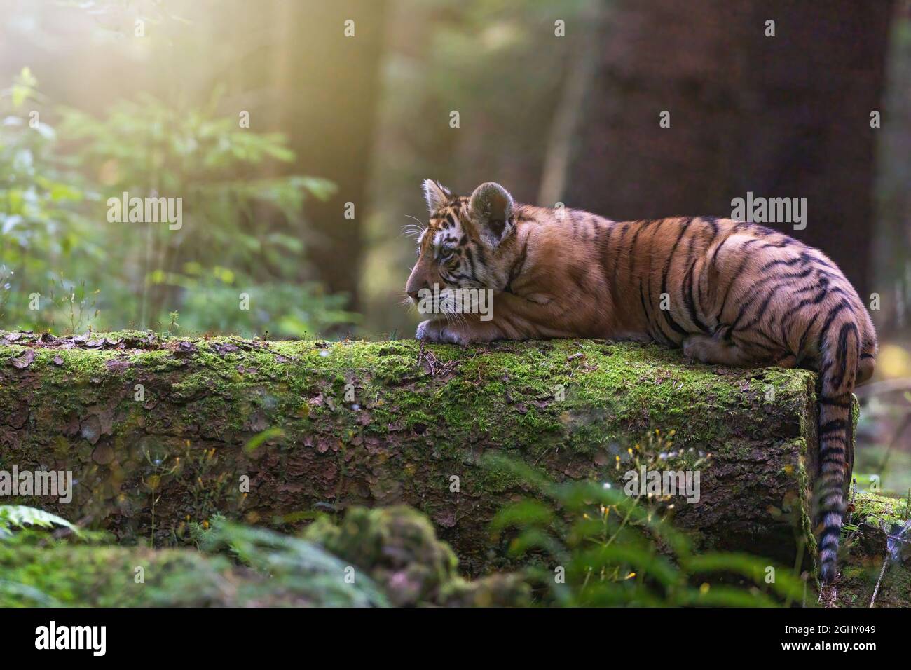 Side view of cute Bengal tiger cub lying on tree trunk in the forest ...