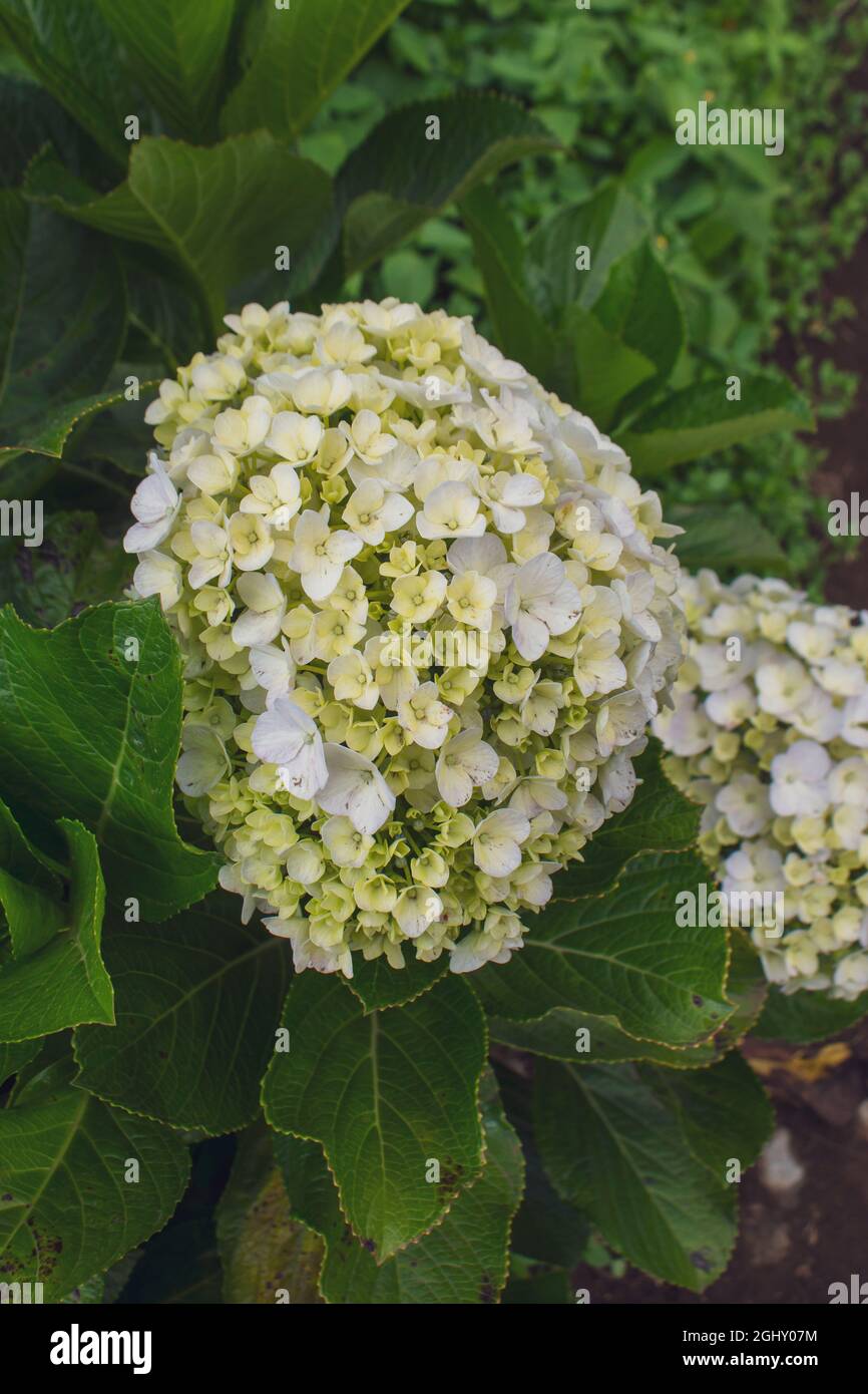 Tea of heaven hydrangea serrata hi-res stock photography and images - Alamy