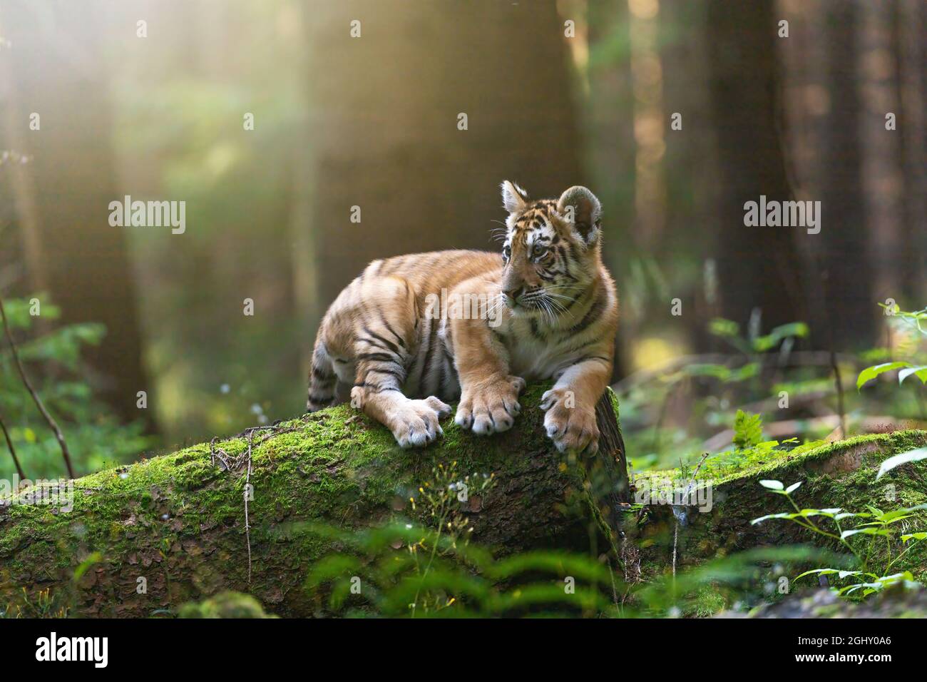 Bengal tiger cub is posing on tree trunk in the forest. Horizontally ...