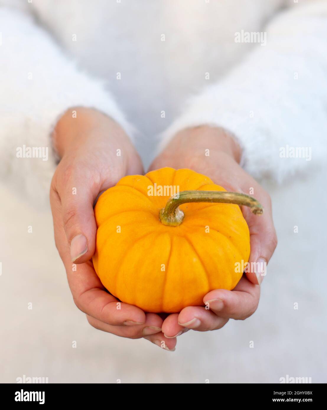 Dwarf pumpkin hi-res stock photography and images - Alamy