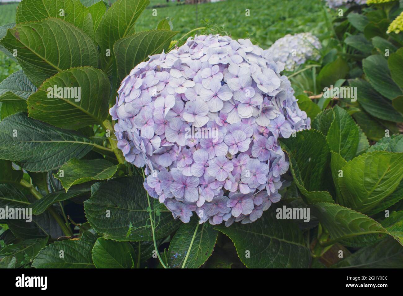 Tea of heaven hydrangea serrata hi-res stock photography and images - Alamy