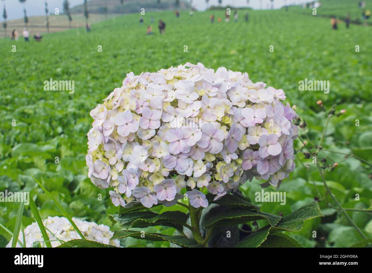 Hydrangea serrata flowers Stock Photo - Alamy