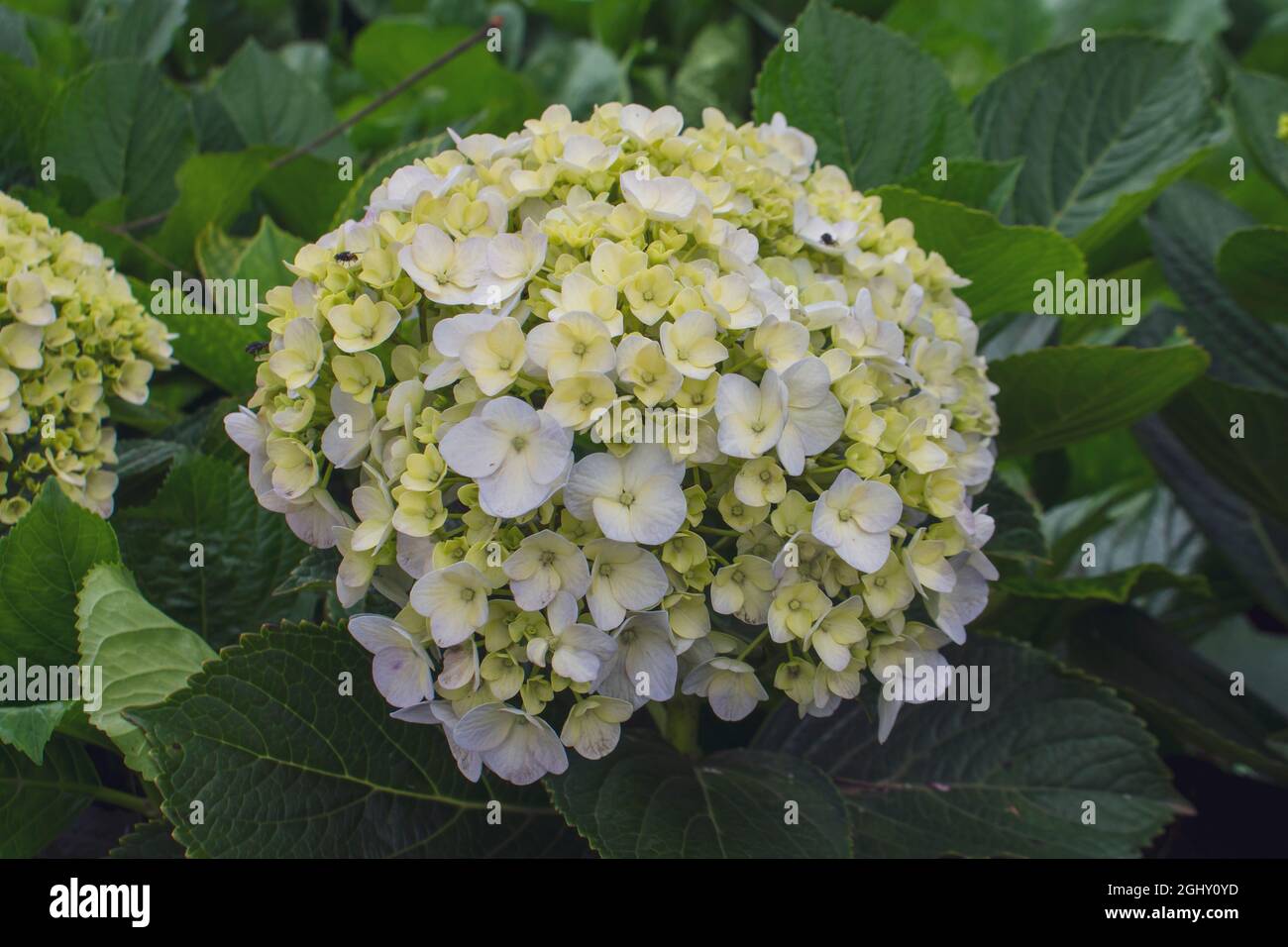 Tea of heaven hydrangea serrata hi-res stock photography and images - Alamy