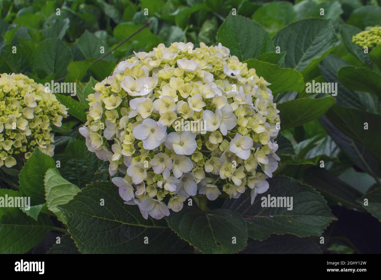 Tea of heaven hydrangea serrata hi-res stock photography and images - Alamy