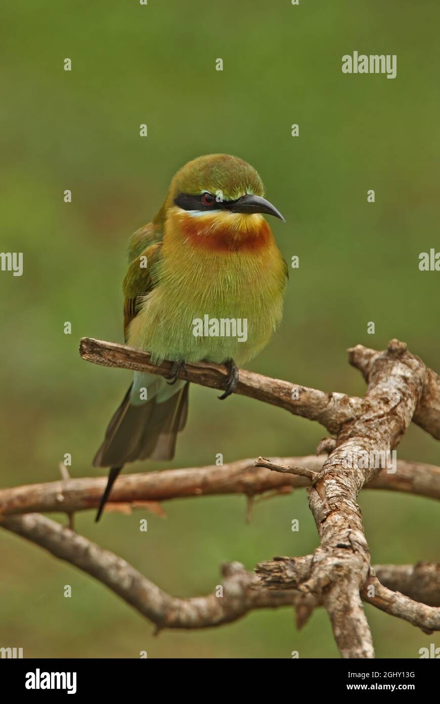 Blue-tailed Bee-eater (Merops philippinus) adult perched on dead branch ...