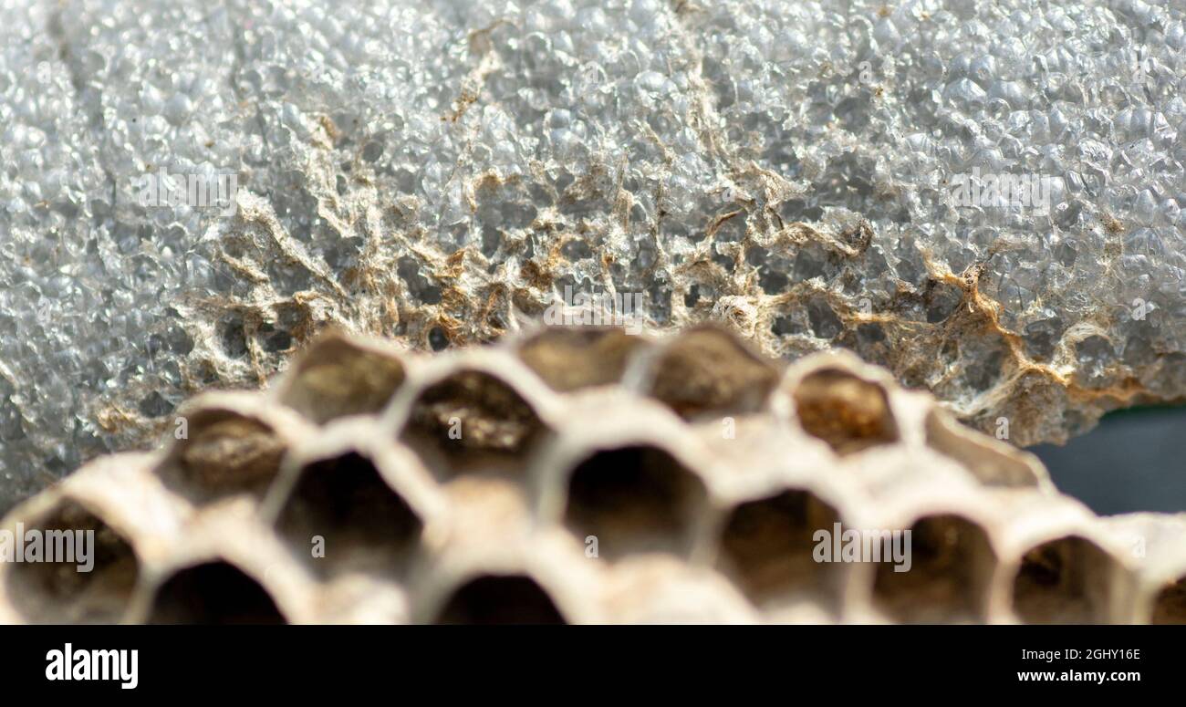 Veins like foundations holding wasp hive onto the surface. Wasp nest ...