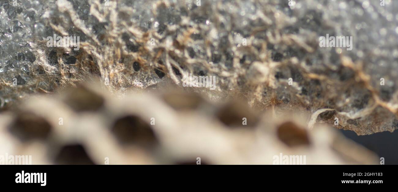 Veins like foundations holding wasp hive onto the surface. Wasp nest ...