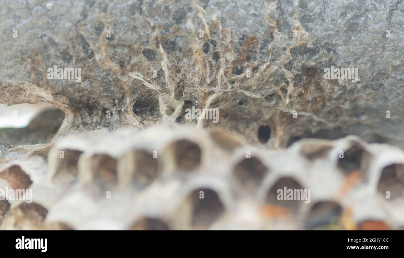 Veins like foundations holding wasp hive onto the surface. Wasp nest ...