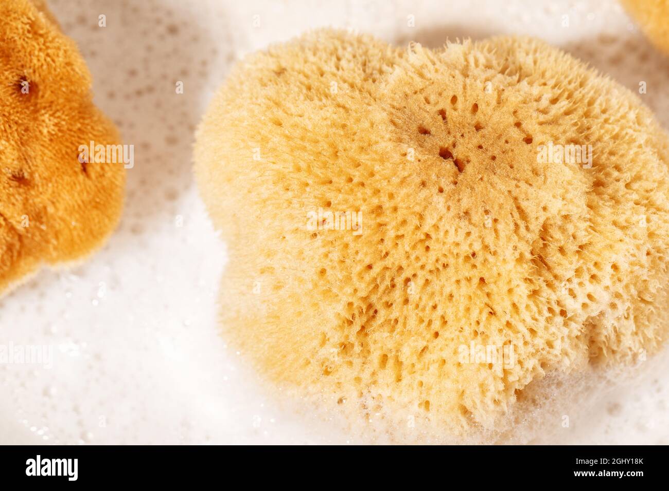 Yellow Natural bath or cleaning sea sponge texture with foam Stock ...