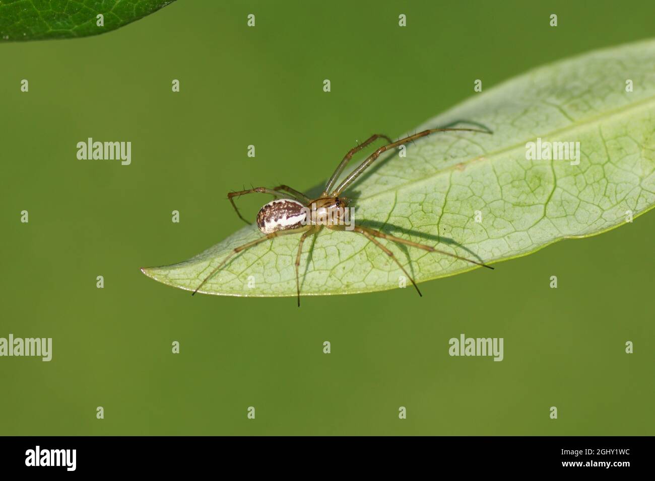 Money Spider, European hammock spider, sheet-web spider (Linyphia ...