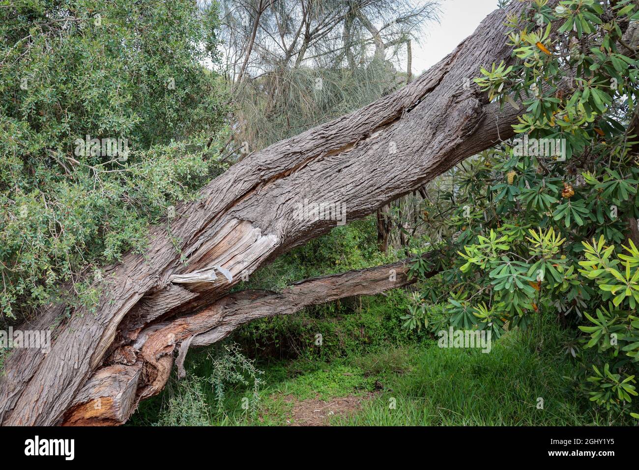Shot of an inclined tree through the leaves in the forest Stock Photo ...