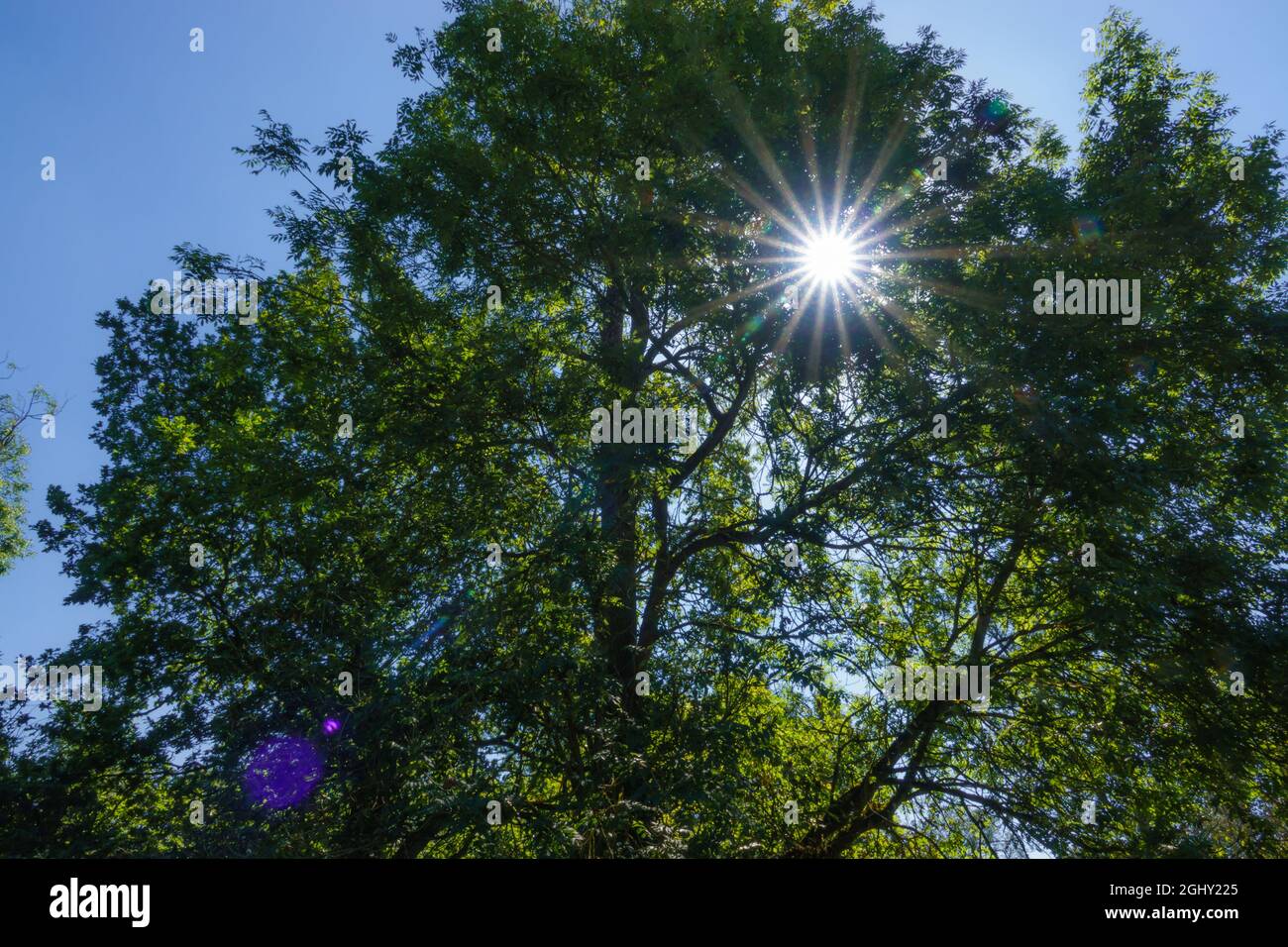 sun corona star bursting through a woodland beech tree (Fagus sylvatica ...