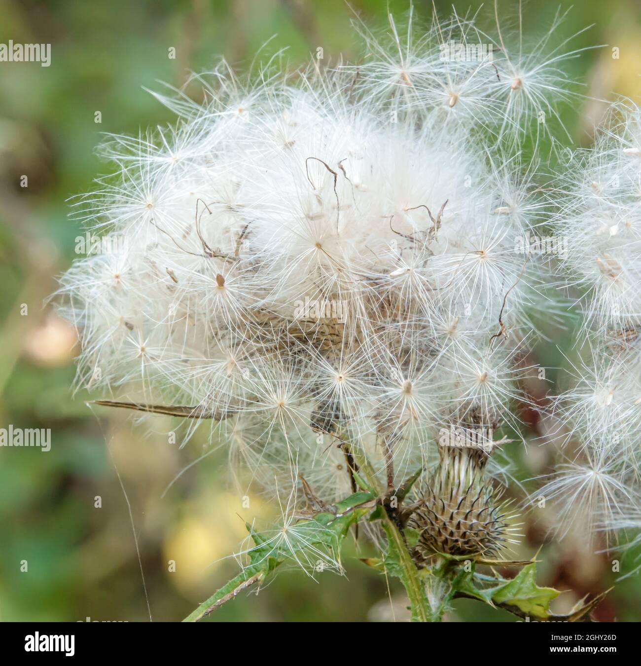close up of beautiful fluffy seed flower heads of the Creeping Thistle ...