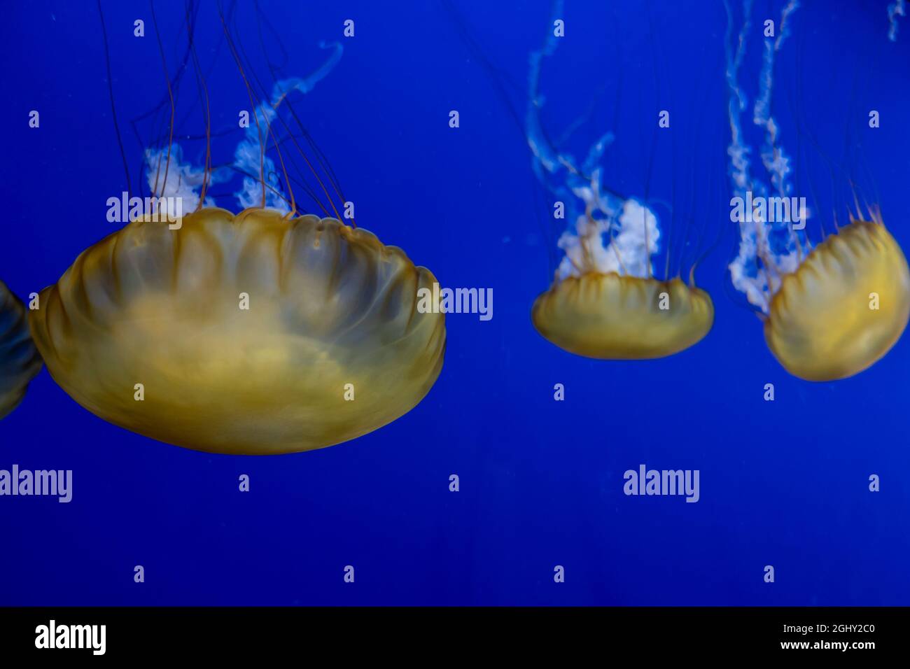 Gorgeous view of a group of pacific sea nettles swimming around inside ...