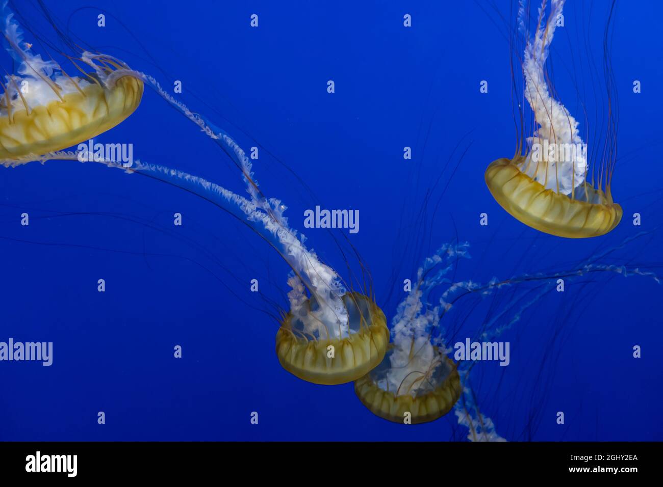 Gorgeous view of a group of pacific sea nettles swimming around inside ...