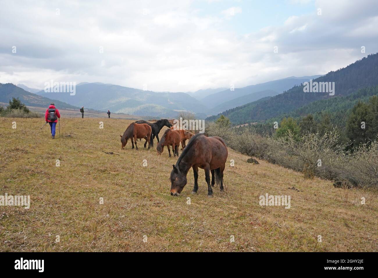 Hikers and horses, Tang Valley, Bhutan Stock Photo - Alamy