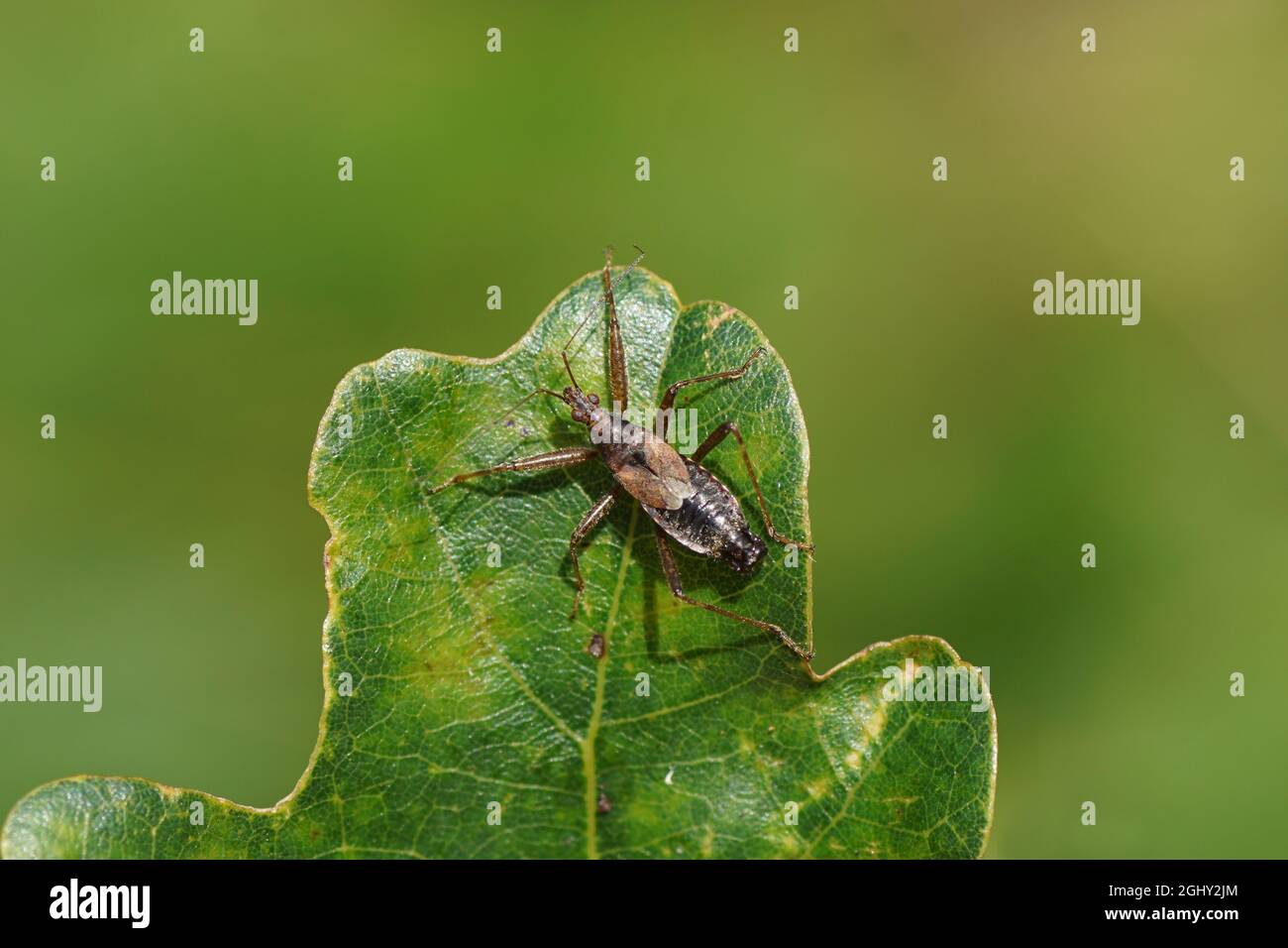 Tree damsel bug (Himacerus apterus) of the family Nabidae on an oak ...