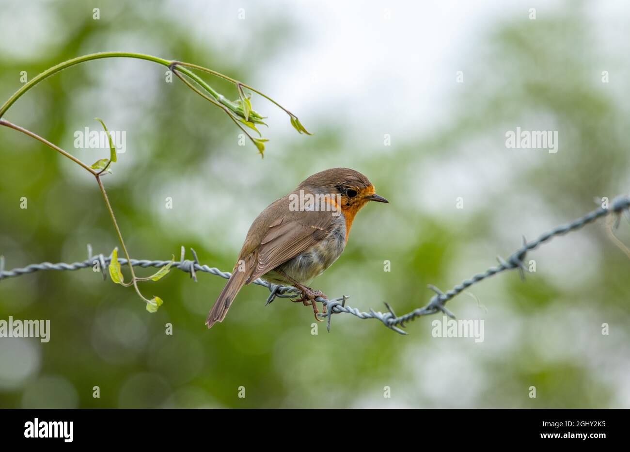 A small european robin perched in a barbed wire. Erithacus rubecula ...