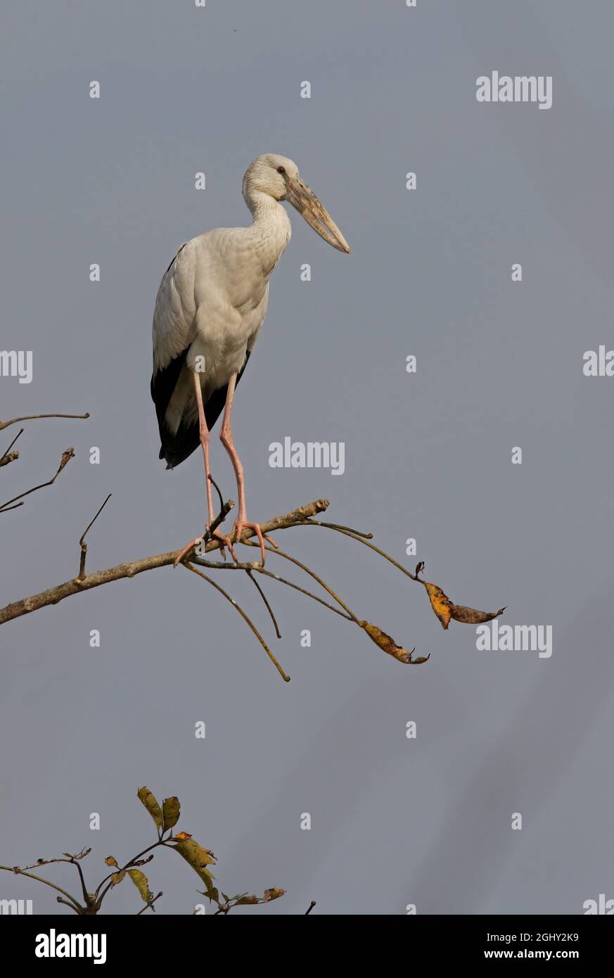 Asian Openbill (Anastomus oscitans) adult perched in tree Chitwan NP ...