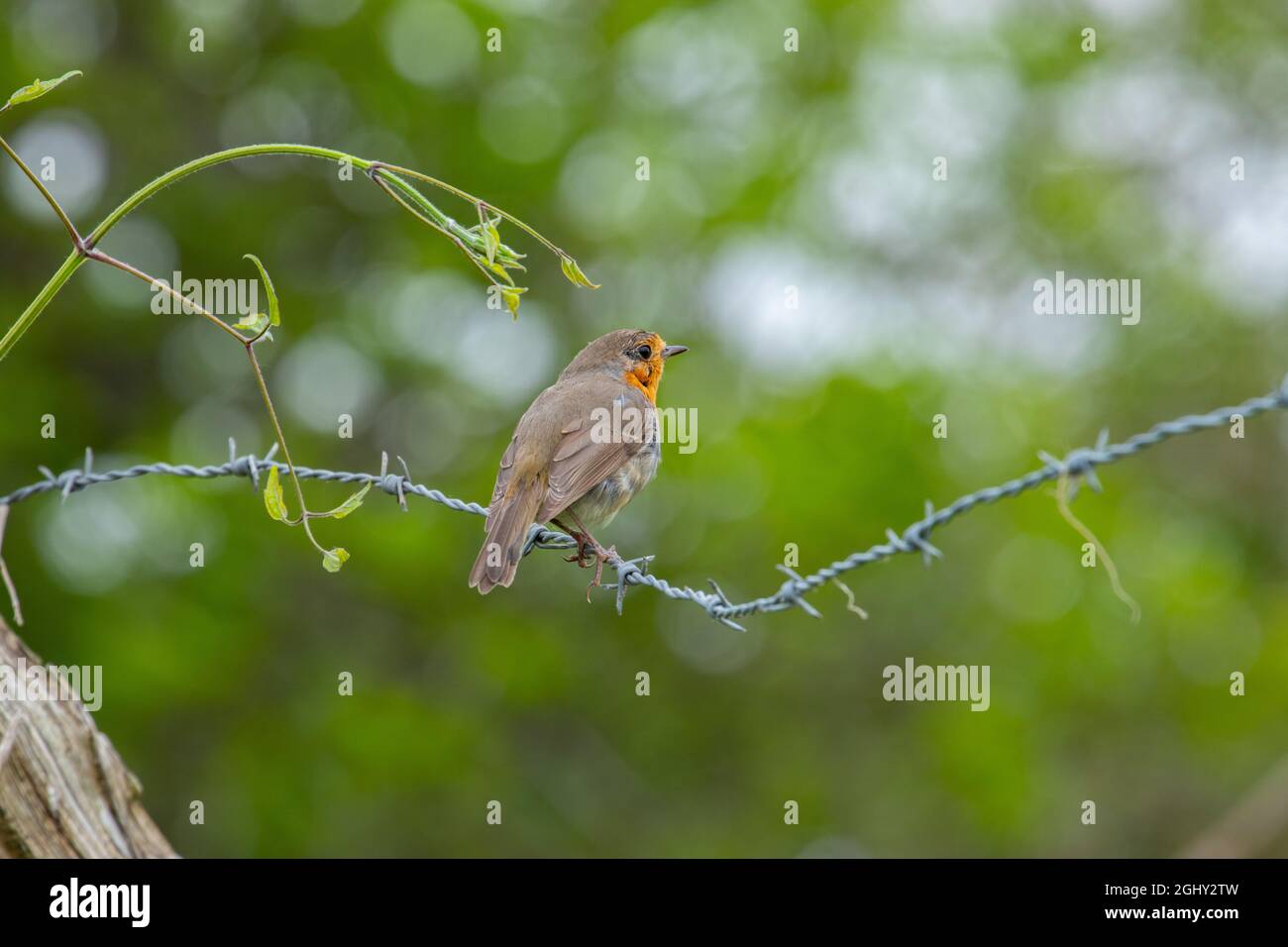 Txantxangorria hi-res stock photography and images - Alamy