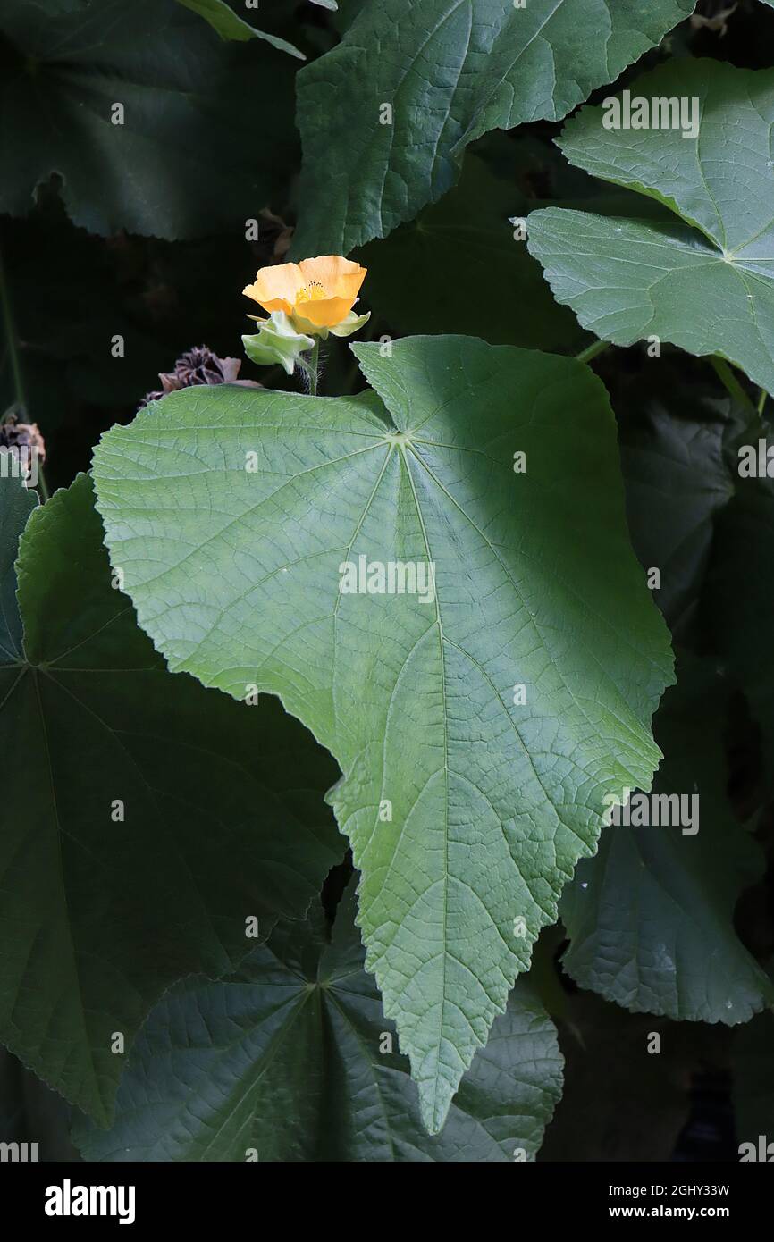 Abutilon grandiflorum hairy Indian mallow – yellow flowers and large ...