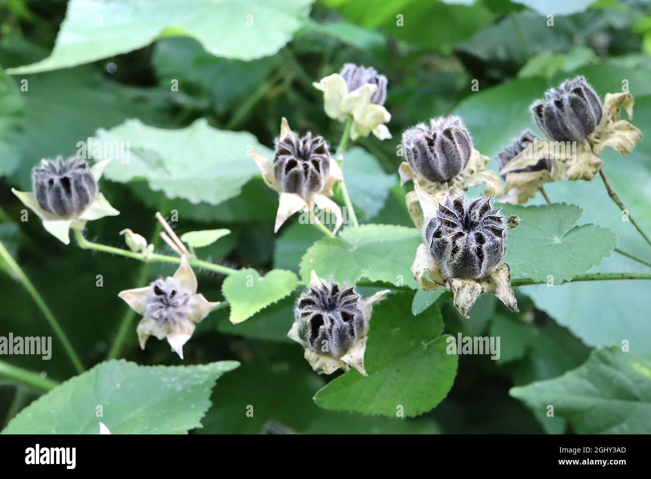 Abutilon grandiflorum hairy Indian mallow – hairy black seed pods and ...