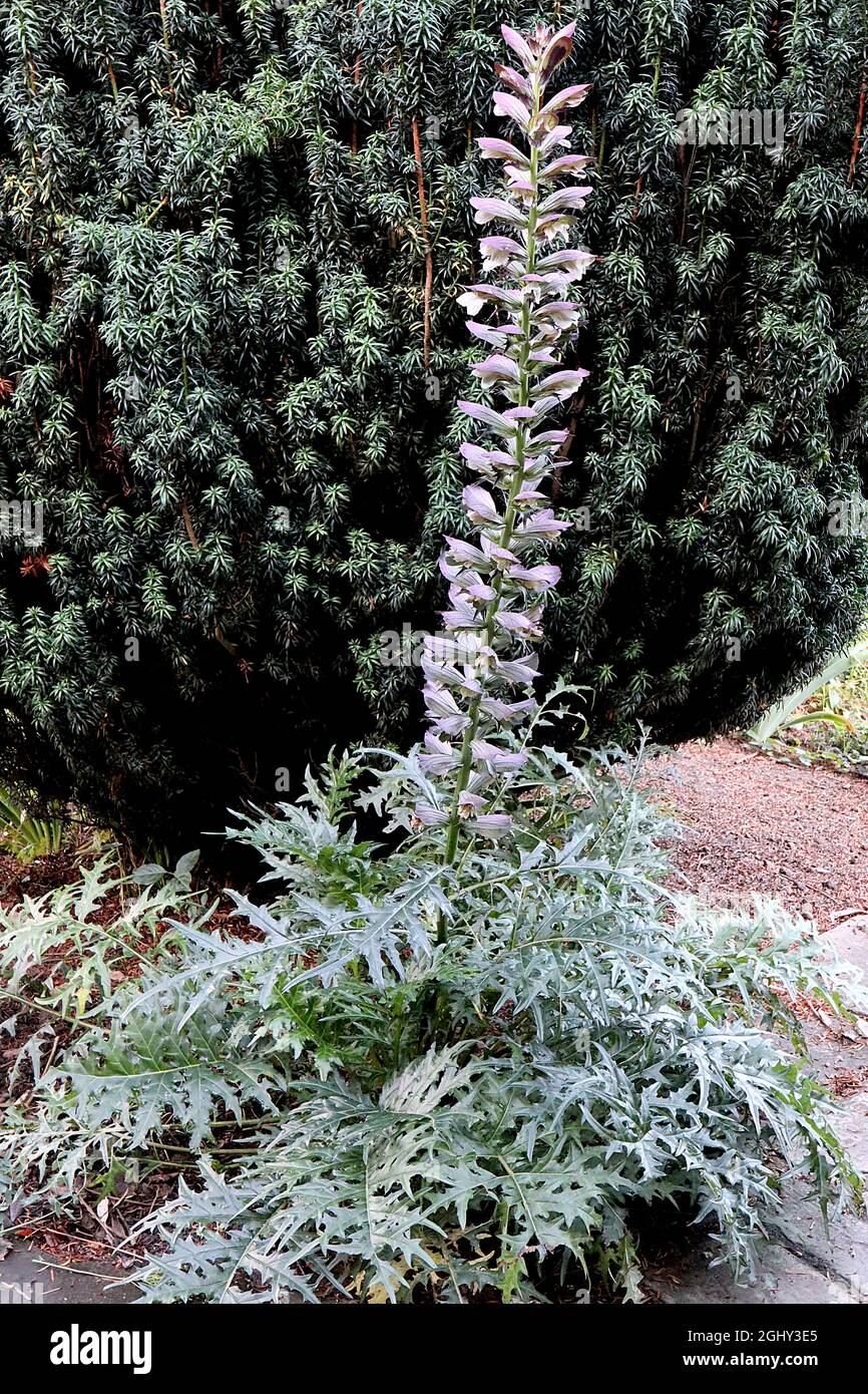 Tall flower spikes hi-res stock photography and images - Alamy