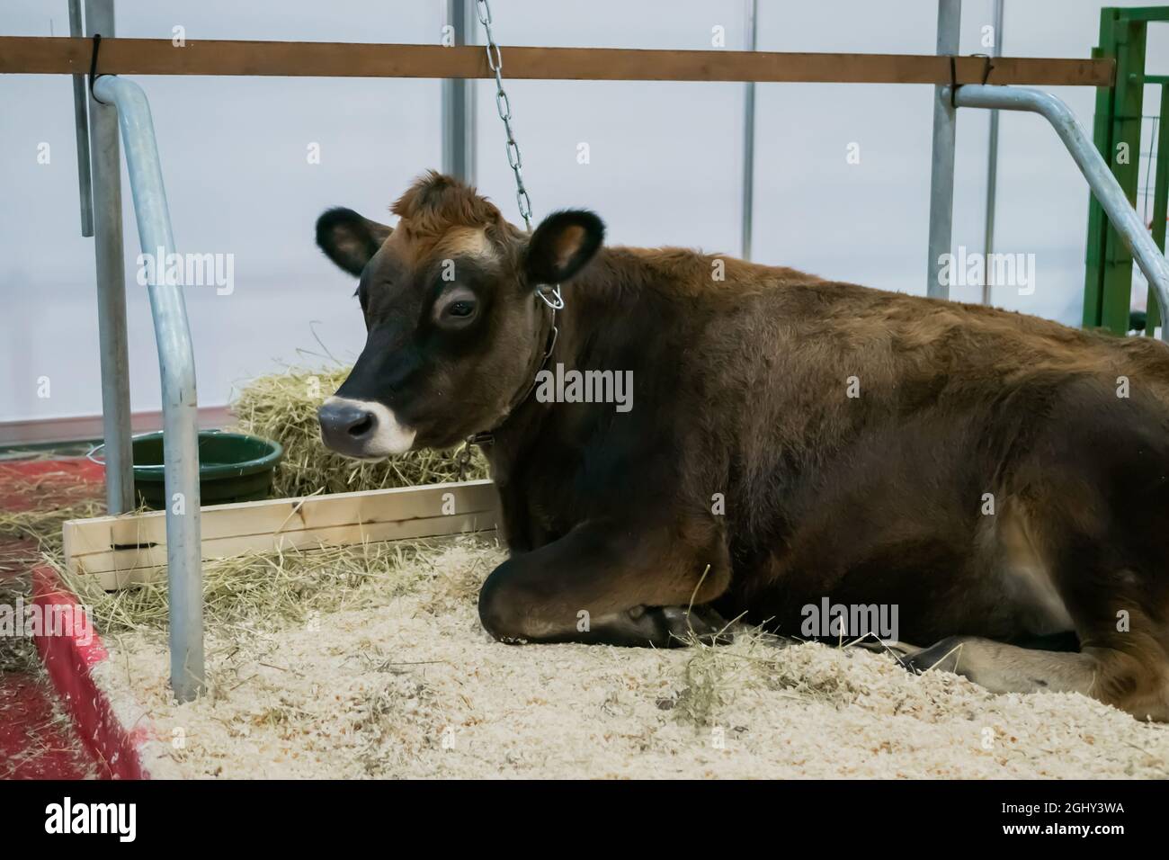 Portrait of brown cow resting and looking around at animal exhibition ...