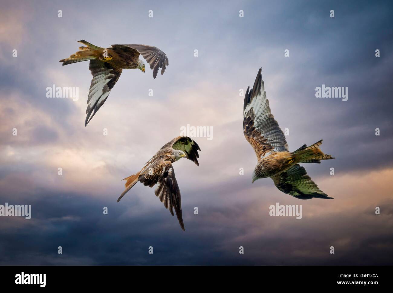 Three Red Kites, birds of prey almost taken to extinction but now ...