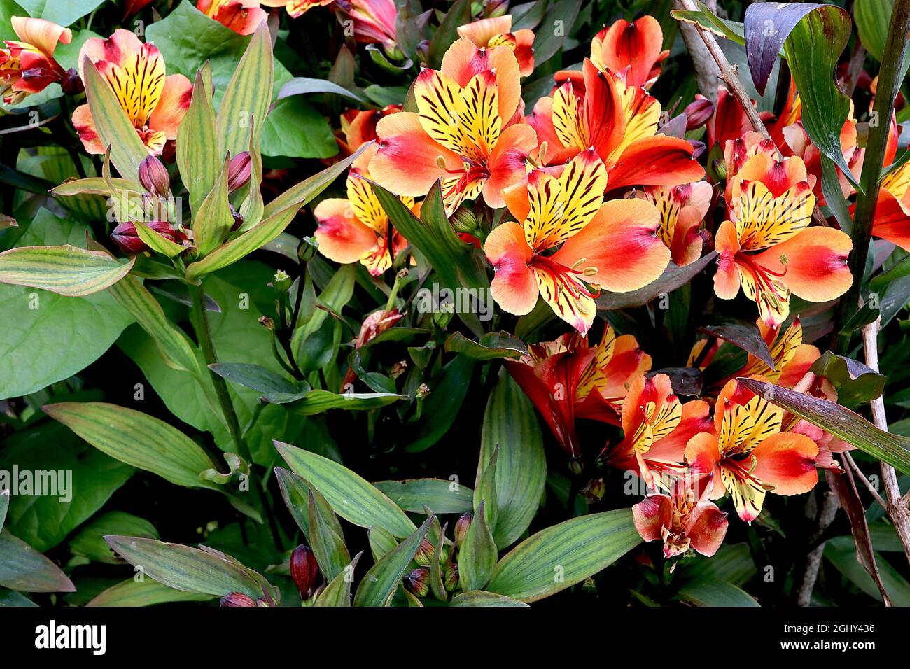 Alstroemeria ‘Indian Summer’ Peruvian lily Indian Summer – orange ...