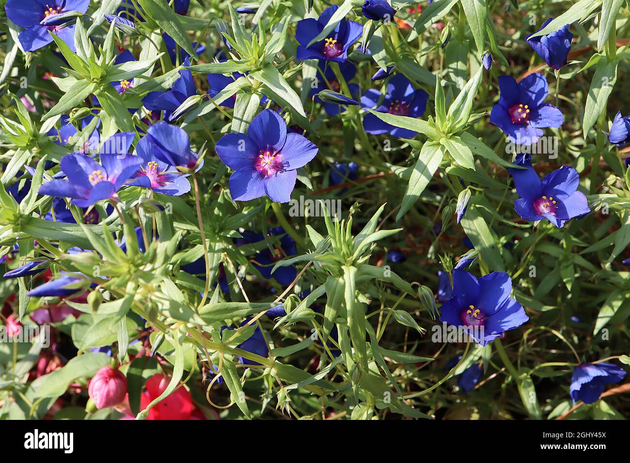 Anagallis / Lysimachia monelli ‘Skylover’ blue pimpernel – deep blue ...