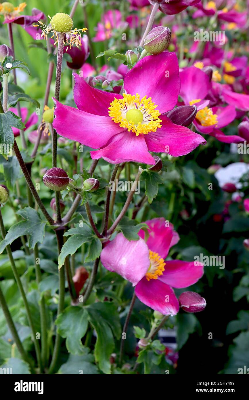 Anemone hupehensis var japonica ‘Fantasy Red Riding Hood’ Japanese ...