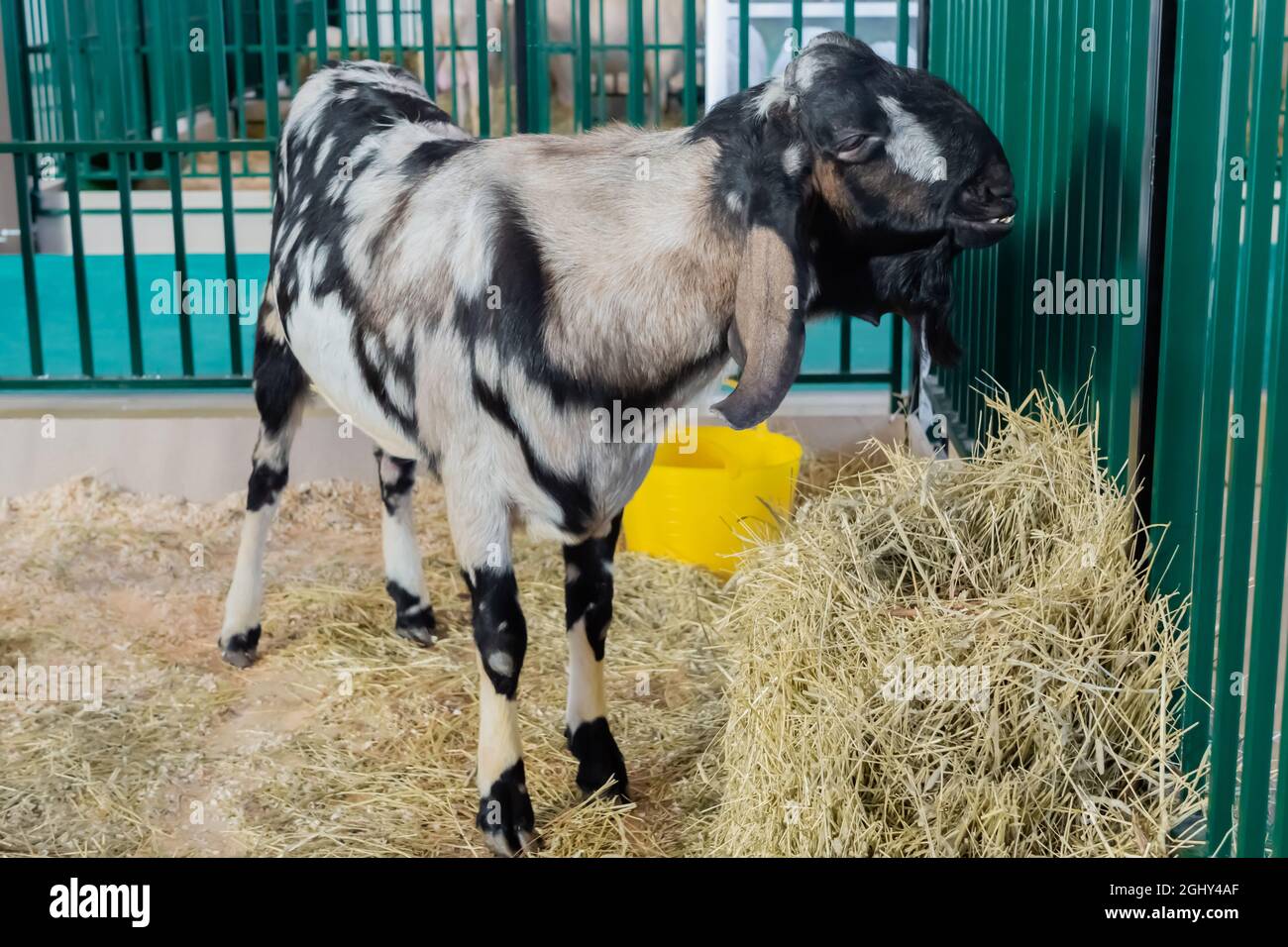 Black goat exhibition hi-res stock photography and images - Alamy