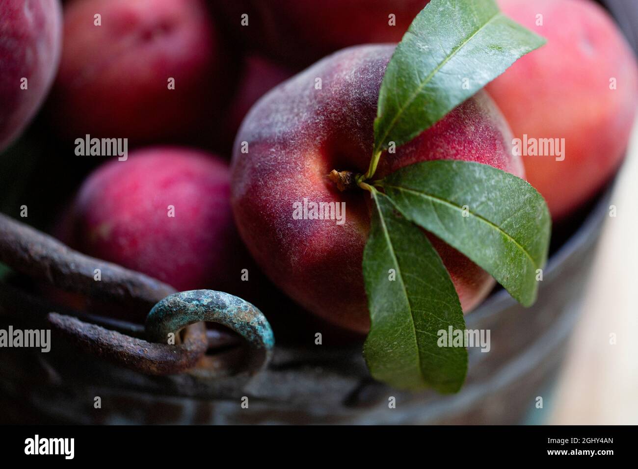 Copper bucket full of peaches Stock Photo - Alamy
