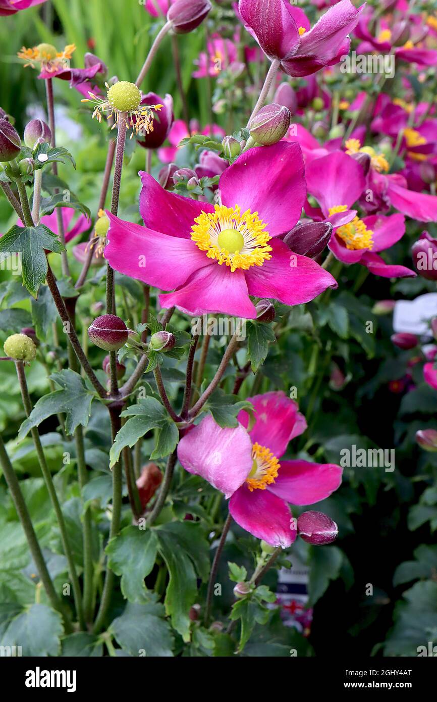 Anemone hupehensis var japonica ‘Fantasy Red Riding Hood’ Japanese ...