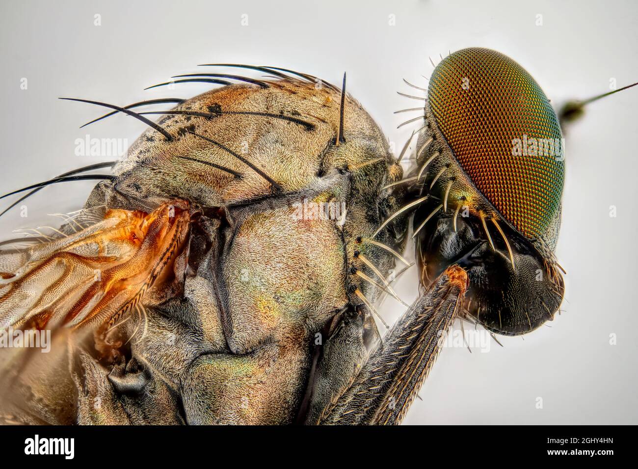 Small fly-3mm, 10x magnification Stock Photo - Alamy