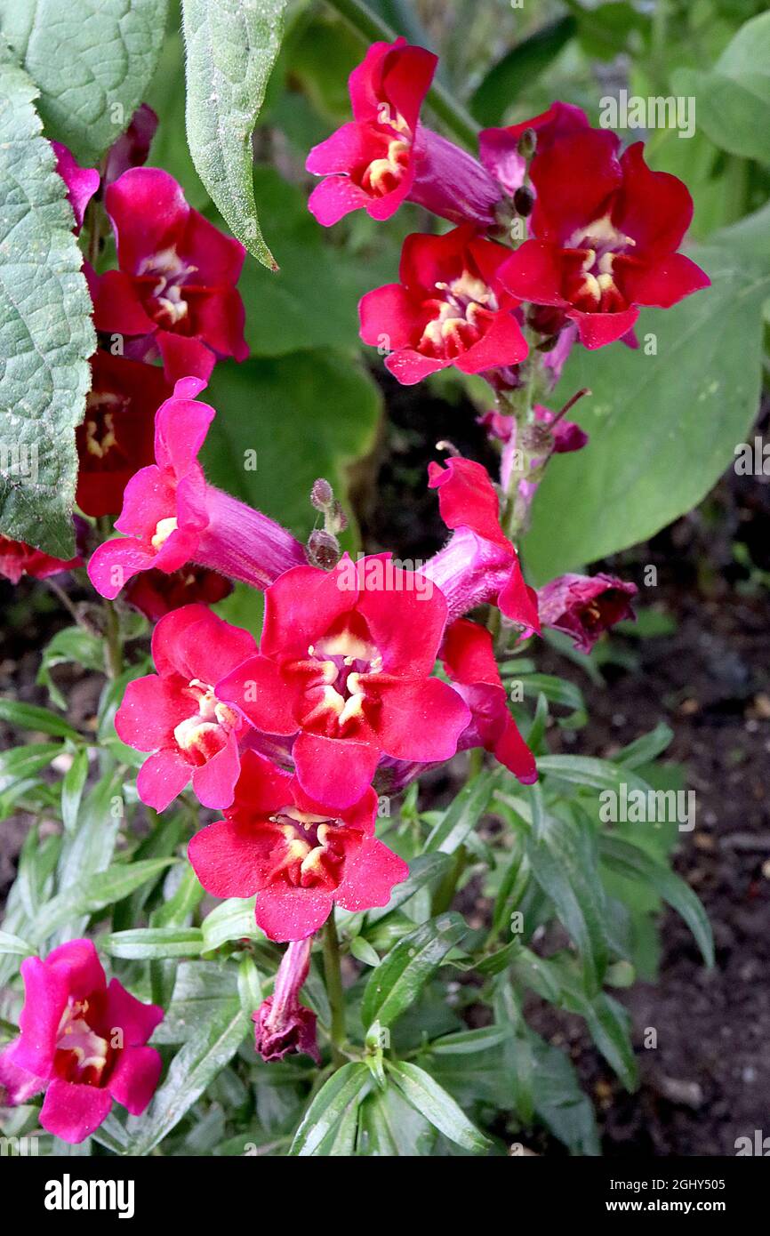 Antirrhinum majus chantilly pink hi-res stock photography and images ...