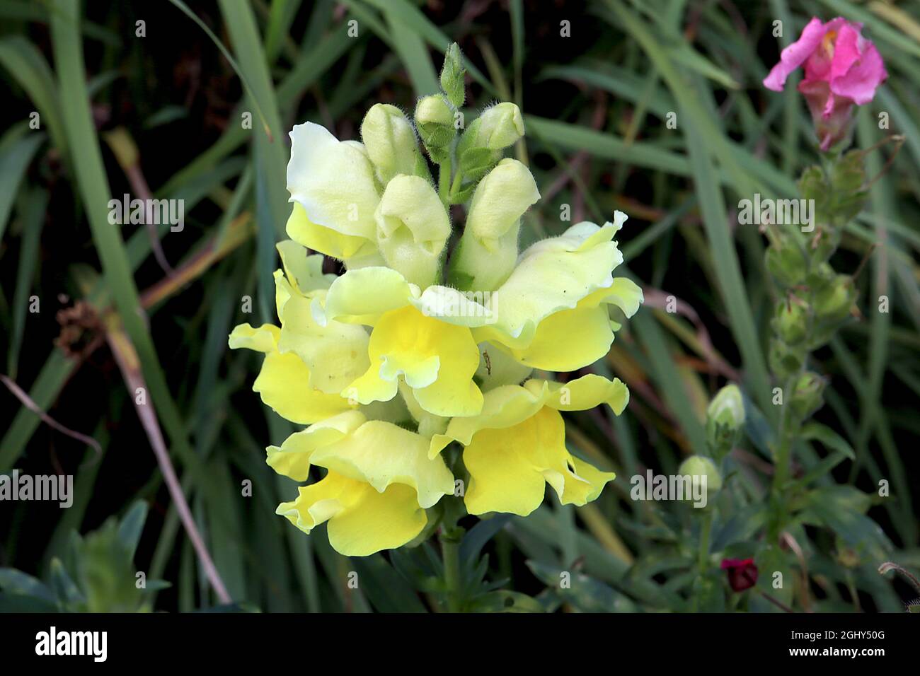 Antirrhinum majus ‘Illumination Mix’ snapdragon Illumination Mix ...