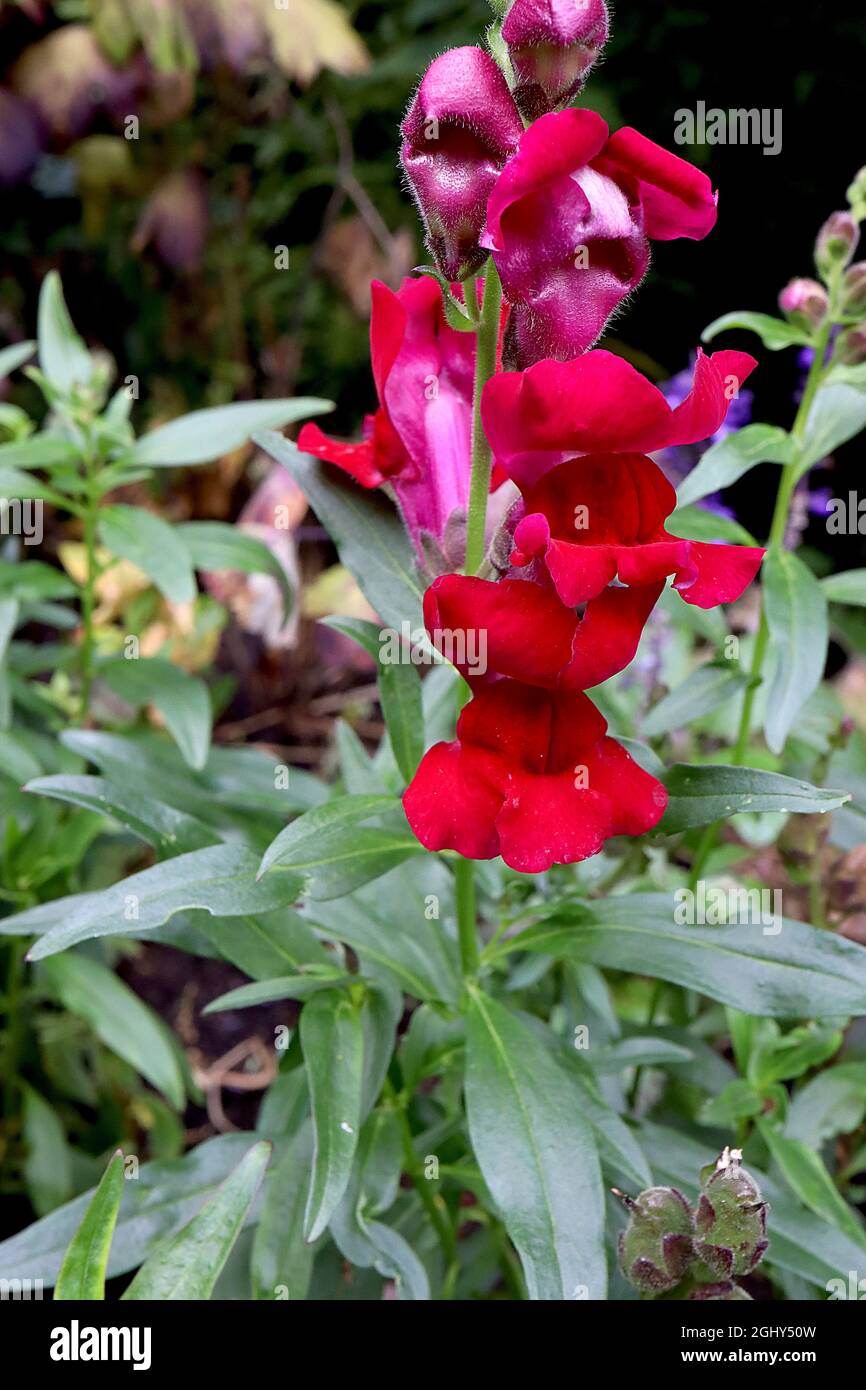 Antirrhinum majus ‘Snaptini Red’ snapdragon Snaptini Red – hooded deep ...