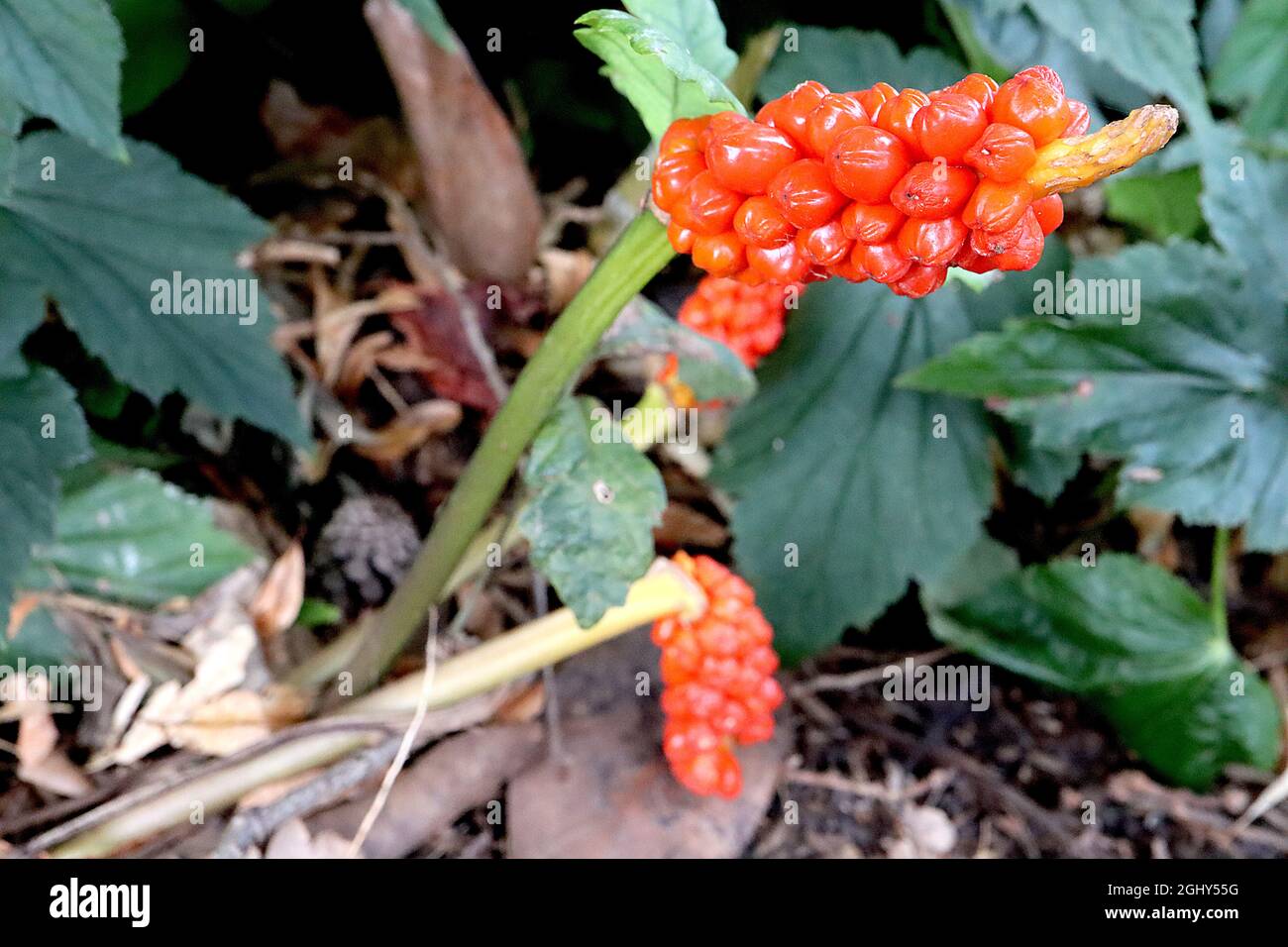 Clusters of orange berries hi-res stock photography and images - Alamy