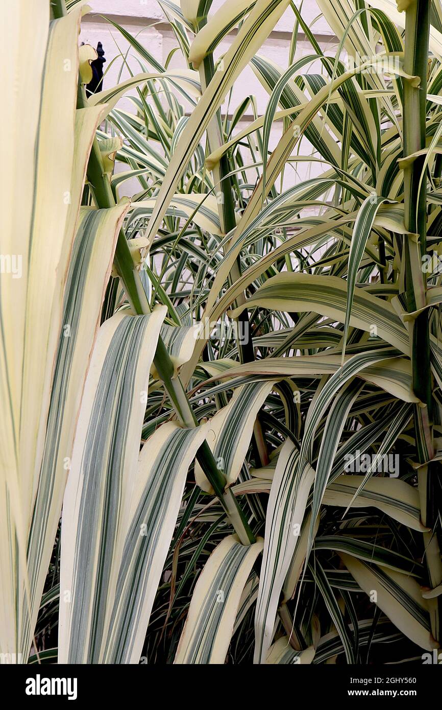 Arundo donax ‘Variegata’ variegated giant reed – very tall stems of ...