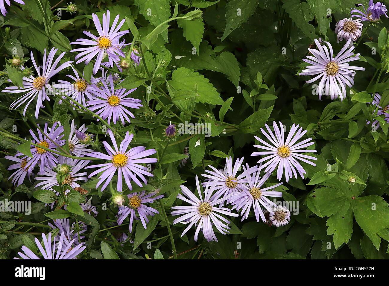 Aster frikartii ‘Monch’ Monch daisy – lavender blue flowers with long ...