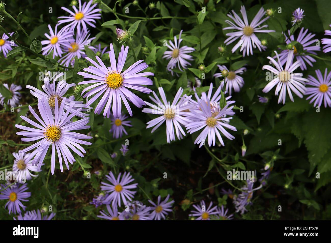 Aster frikartii ‘Monch’ Monch daisy – lavender blue flowers with long ...