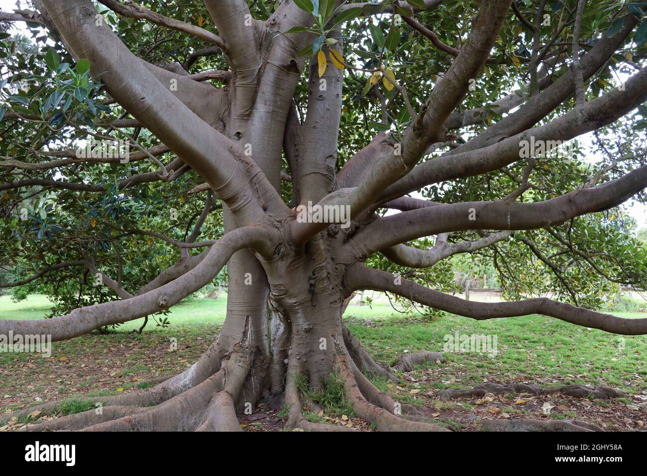 Shot of Moreton Bay fig or Australian banyan evergreen tree in a park ...