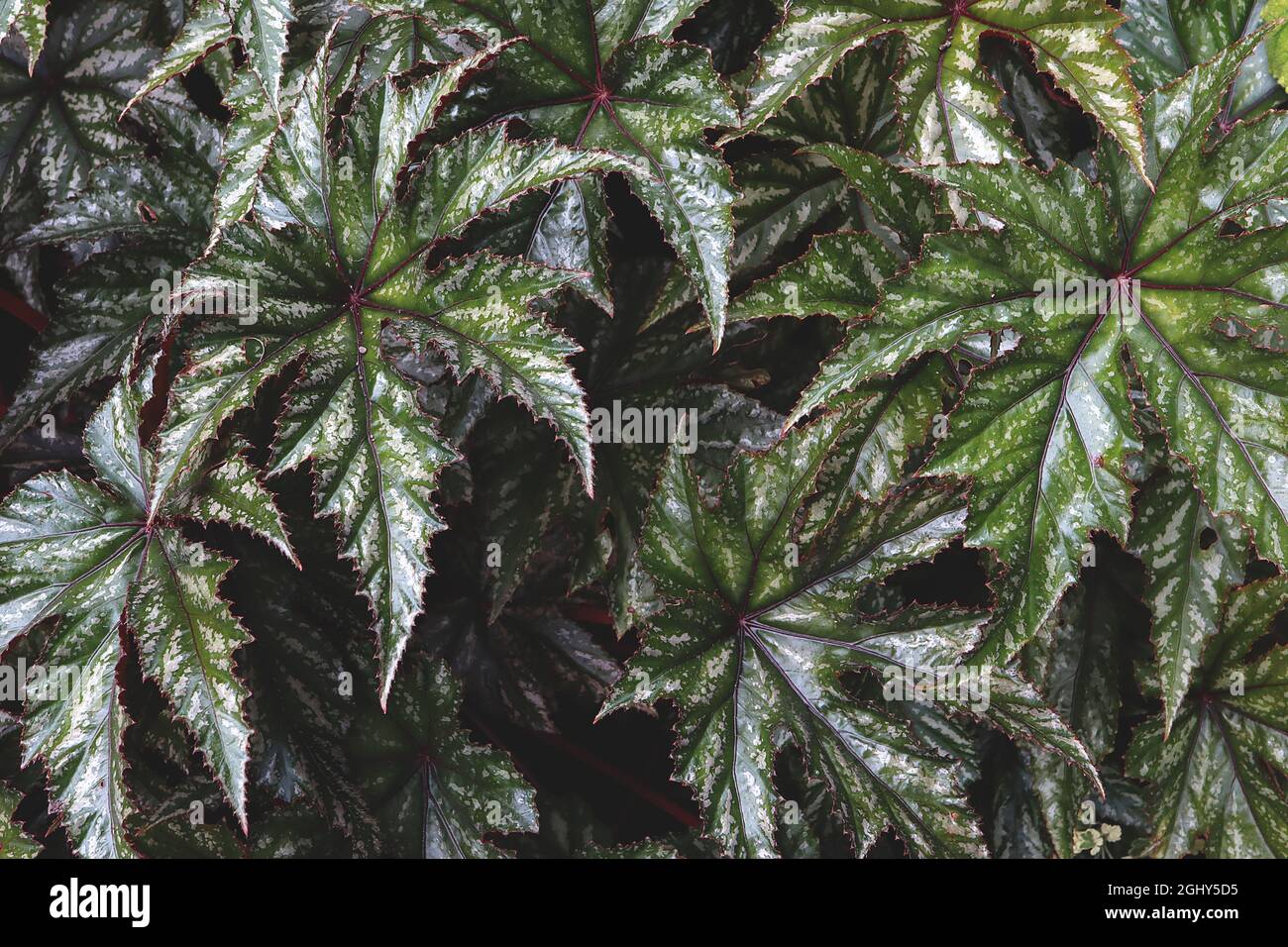 Gryphon begonia hi-res stock photography and images - Alamy