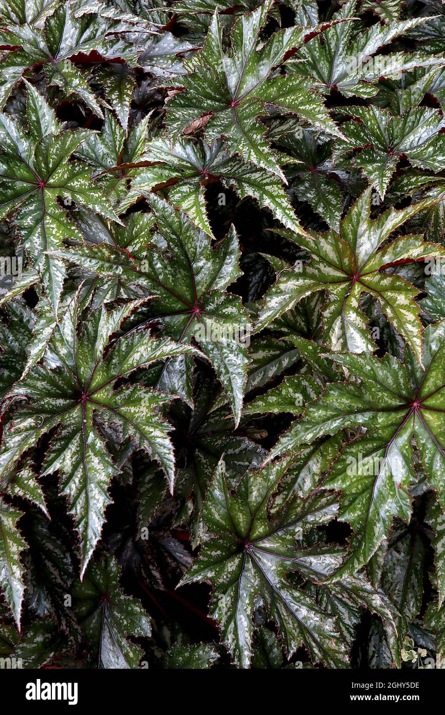 Begonia gryphon hi-res stock photography and images - Alamy