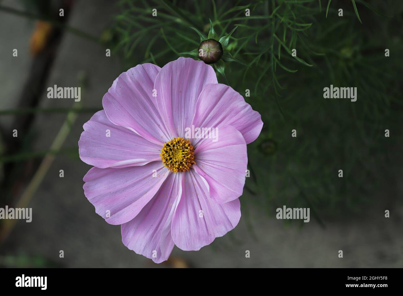 Ferny leaves hi-res stock photography and images - Alamy