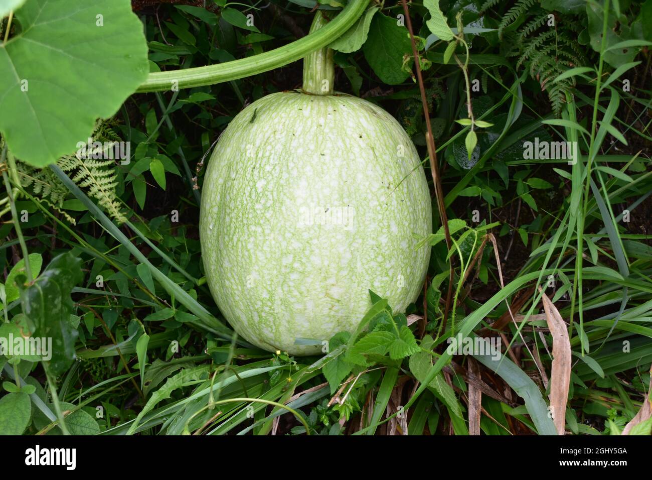Closeup shot of a small muskmelon in a garden Stock Photo - Alamy